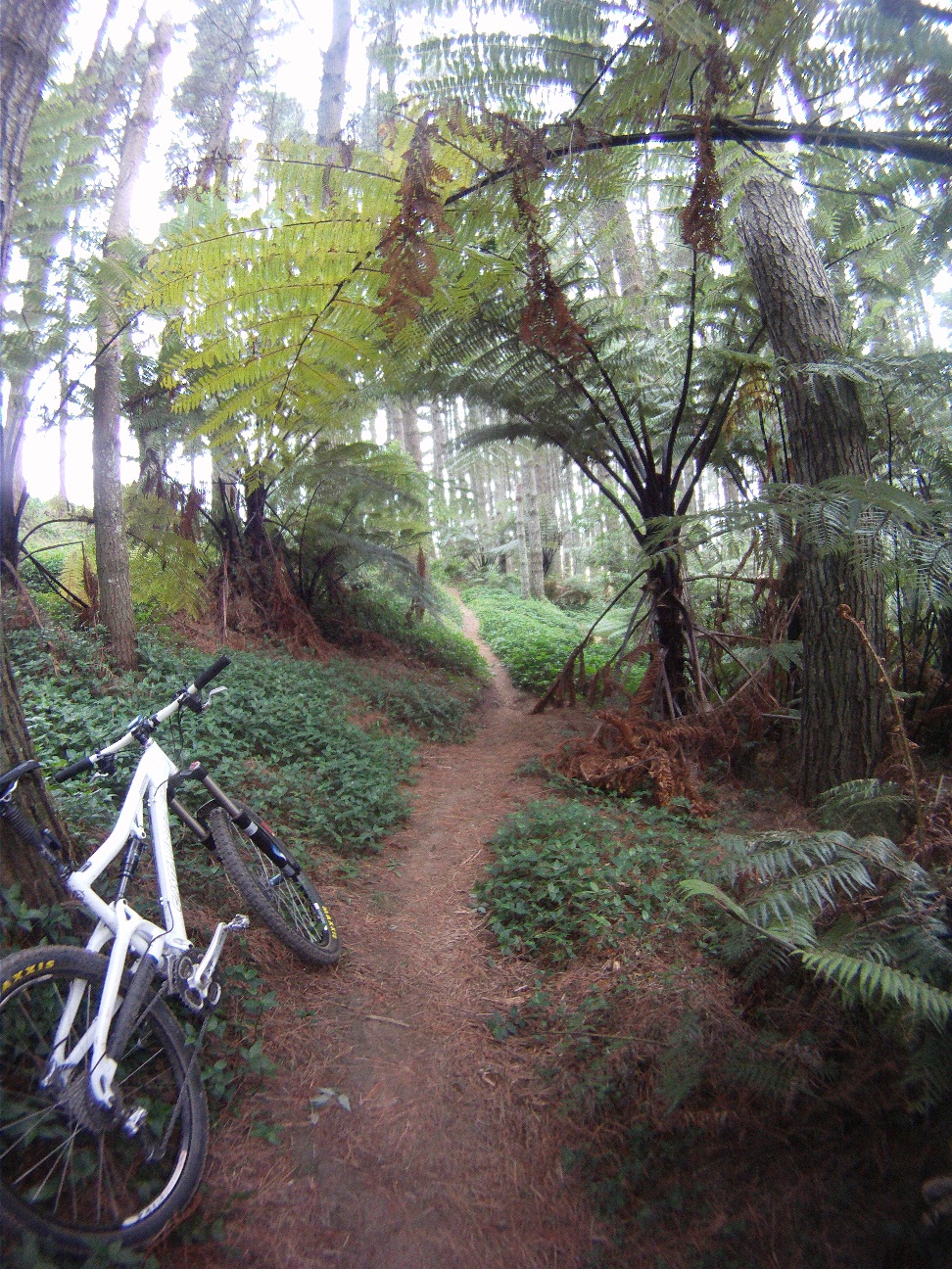 Where To Ride | Auckland MTB Club